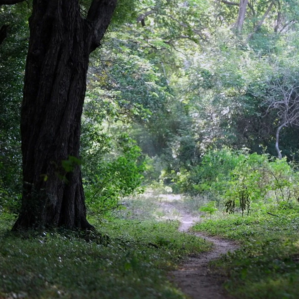 Trails - Trek Tamil Nadu