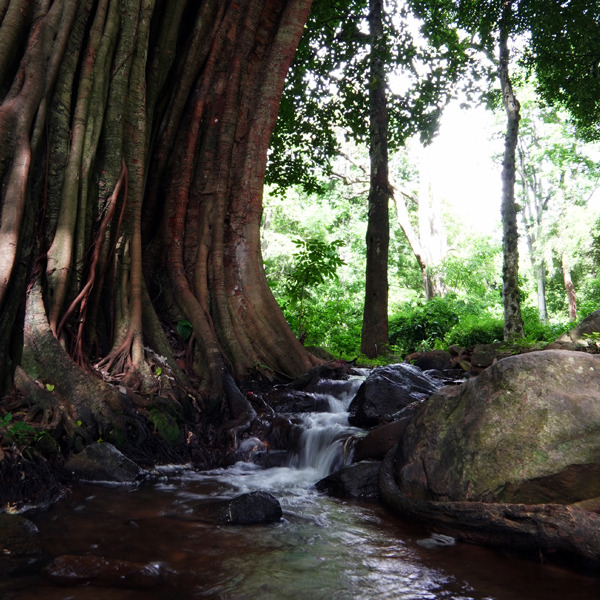 Trails - Trek Tamil Nadu